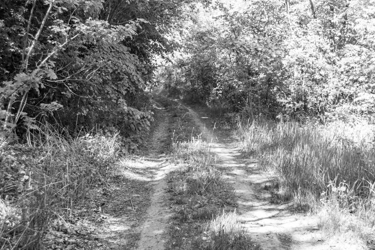 Photography on theme beautiful footpath in foliage woodland