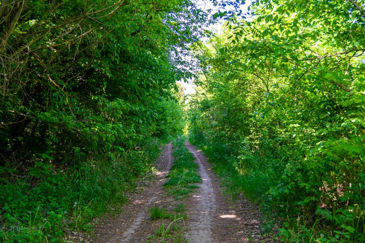 Photography on theme beautiful footpath in foliage woodland
