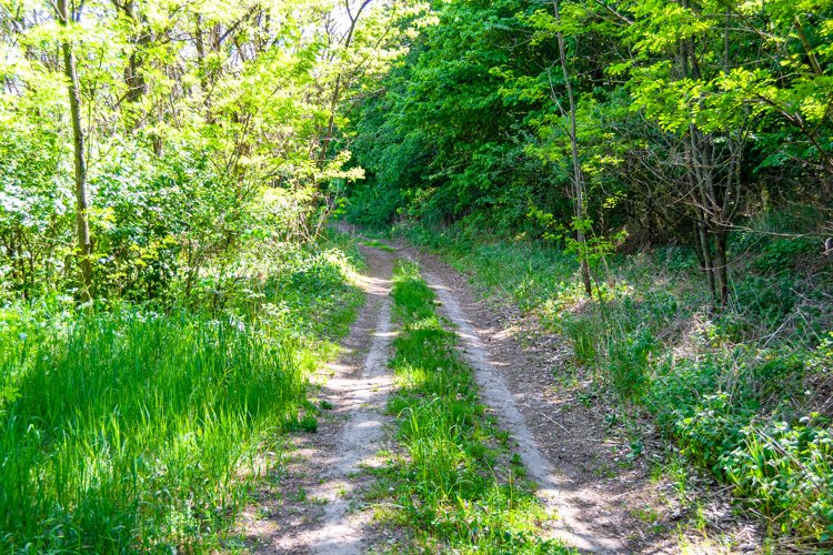 Photography on theme beautiful footpath in foliage woodland