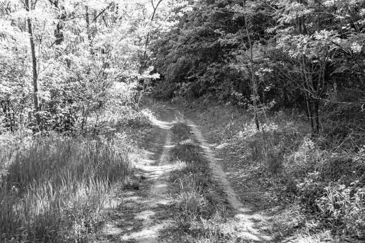 Photography on theme beautiful footpath in foliage woodland