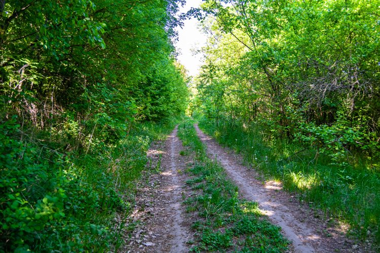 Photography on theme beautiful footpath in foliage woodland