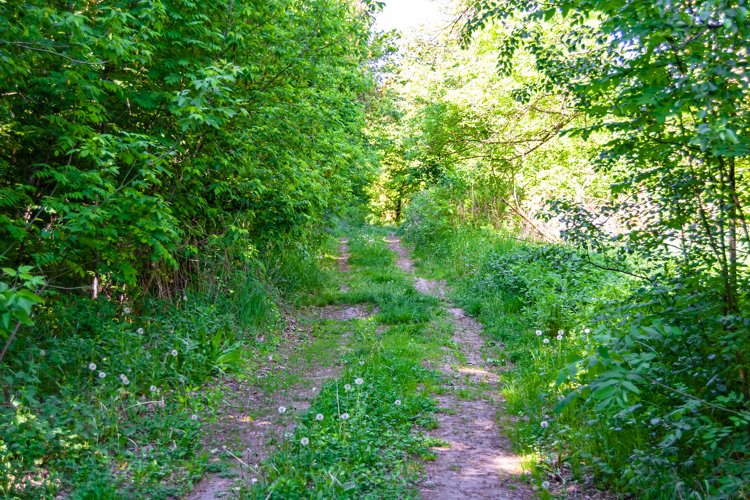 Photography on theme beautiful footpath in foliage woodland