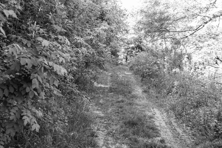 Photography on theme beautiful footpath in foliage woodland