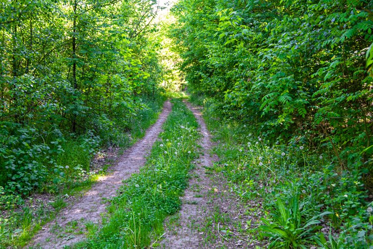 Photography on theme beautiful footpath in foliage woodland