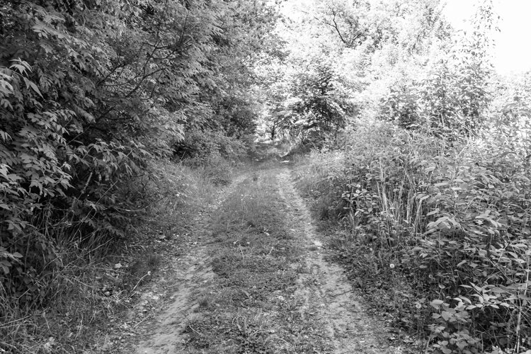 Photography on theme beautiful footpath in foliage woodland