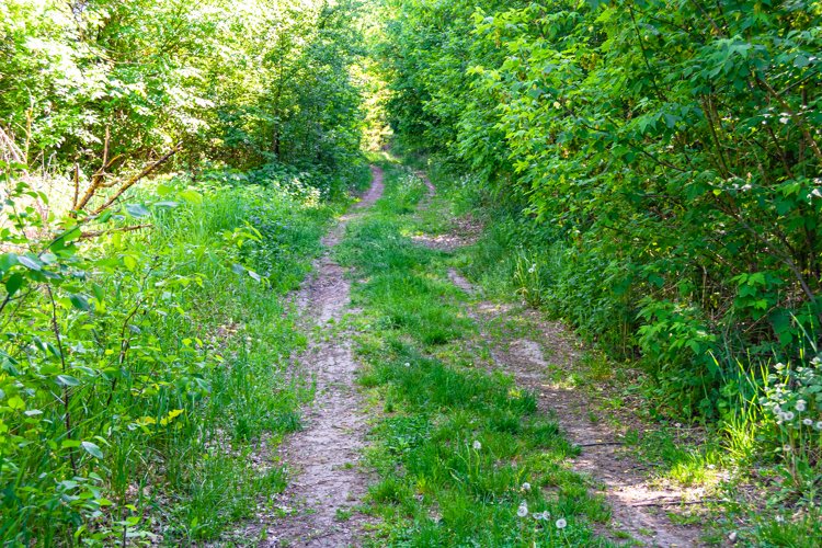 Photography on theme beautiful footpath in foliage woodland
