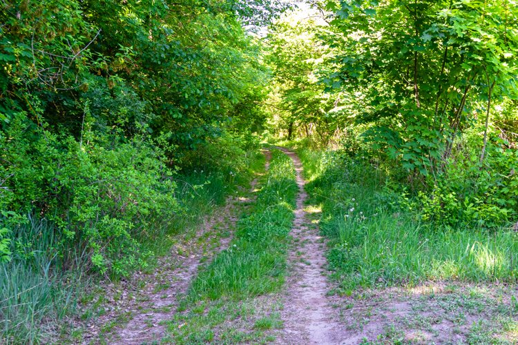 Photography on theme beautiful footpath in foliage woodland