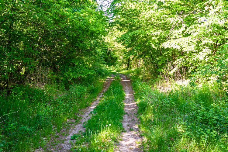 Photography on theme beautiful footpath in foliage woodland