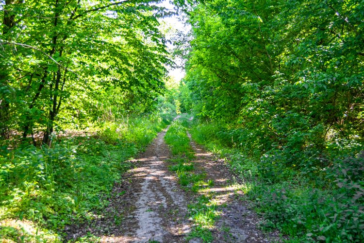 Photography on theme beautiful footpath in foliage woodland