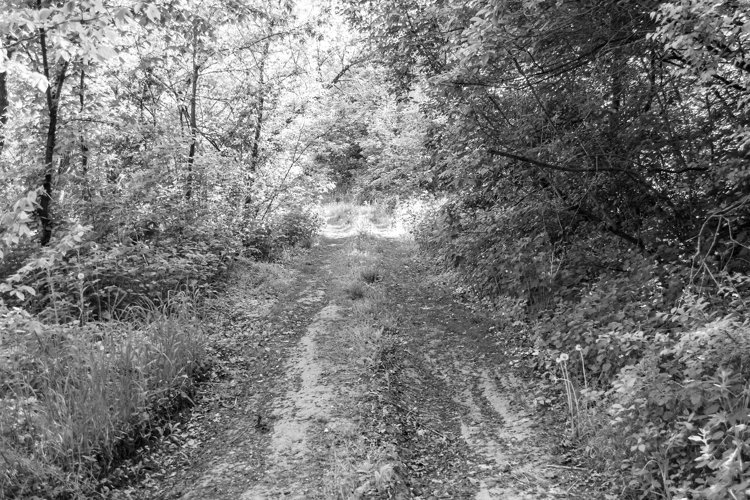 Photography on theme beautiful footpath in foliage woodland