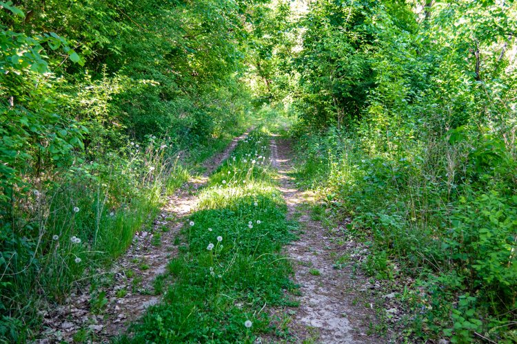 Photography on theme beautiful footpath in foliage woodland