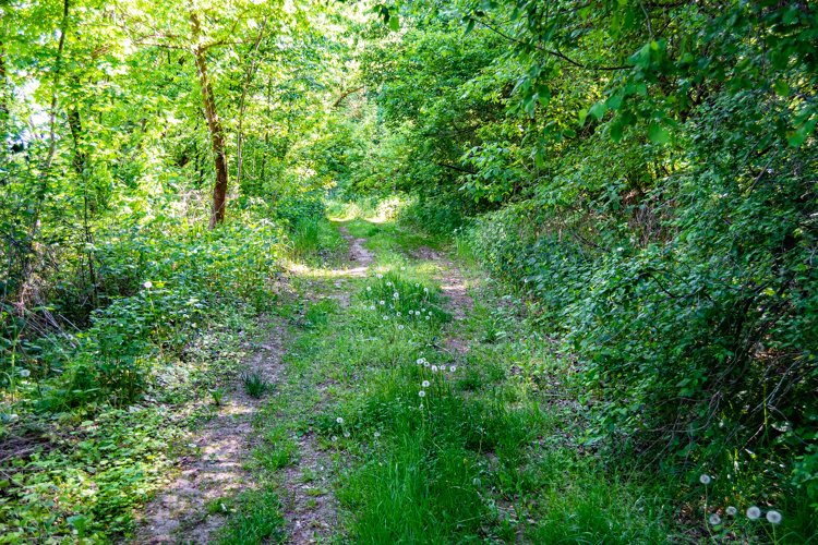 Photography on theme beautiful footpath in foliage woodland