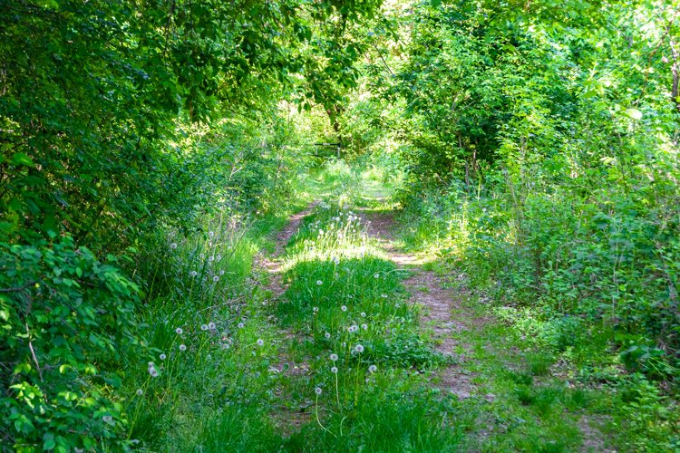 Photography on theme beautiful footpath in foliage woodland