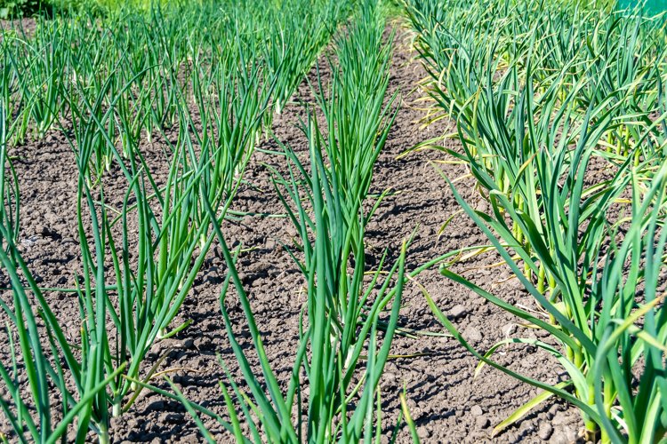 Beautiful onion vegetable plant with napiform skin