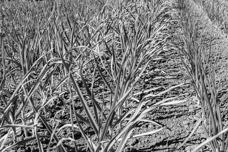 Beautiful onion vegetable plant with napiform skin