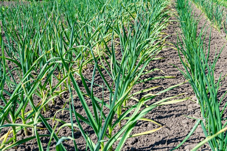 Beautiful onion vegetable plant with napiform skin