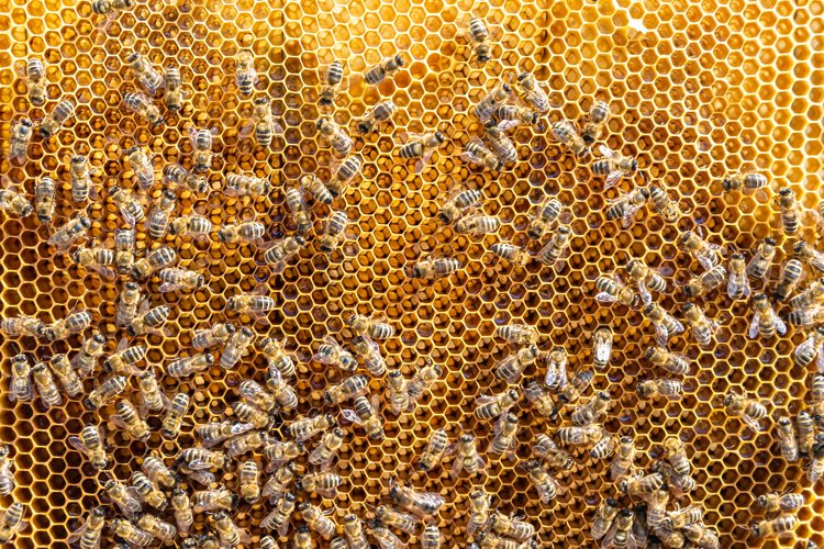 Honeycomb from bee hive filled with golden honey