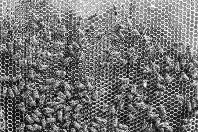 Honeycomb from bee hive filled with golden honey