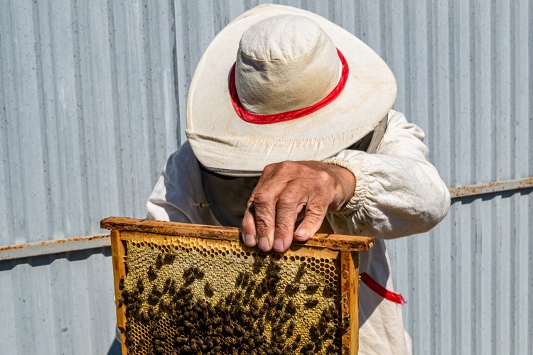Winged bee slowly flies to beekeeper collect nectar