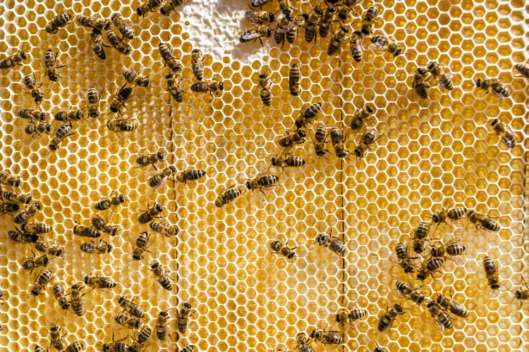 Honeycomb from bee hive filled with golden honey