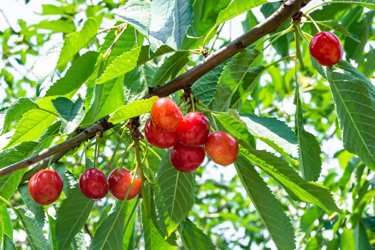 Beautiful fruit branch cherry tree with natural leaves