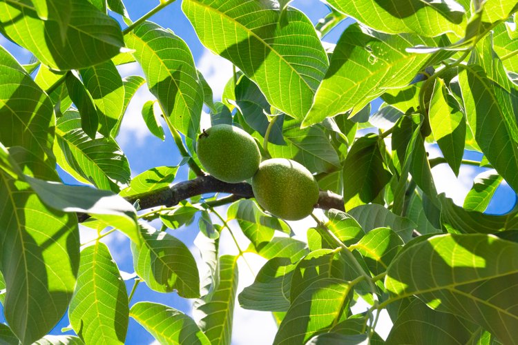Beautiful nut branch walnut tree with natural leaves