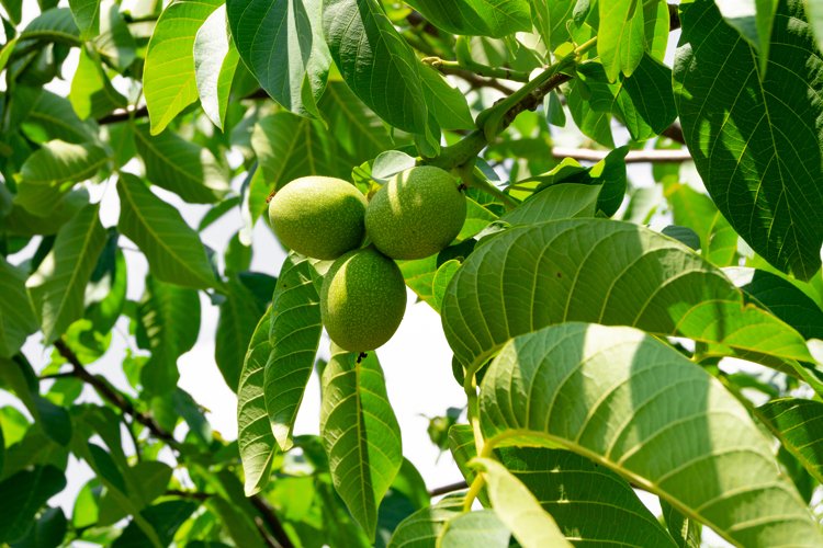 Beautiful nut branch walnut tree with natural leaves