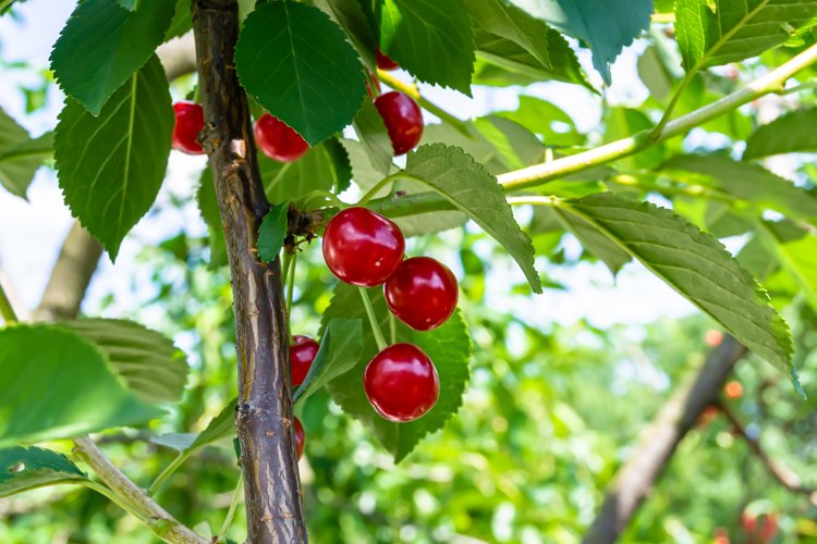 Beautiful fruit branch cherry tree with natural leaves