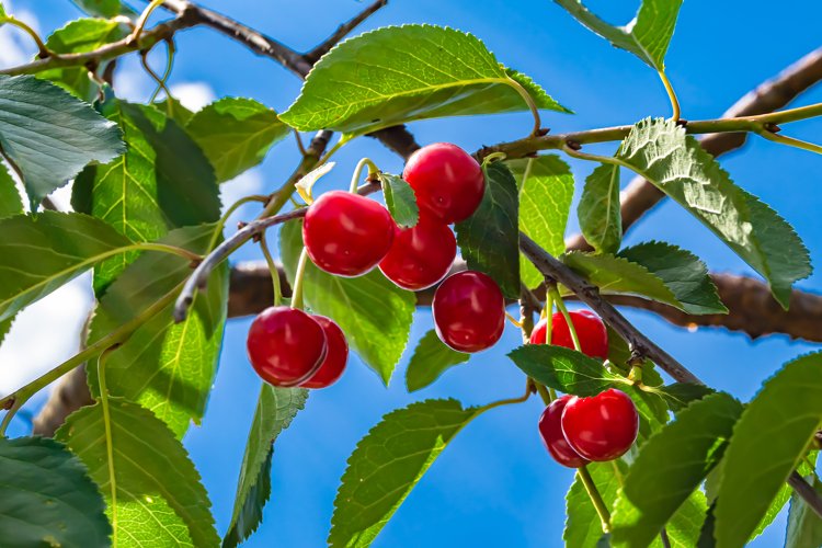 Beautiful fruit branch cherry tree with natural leaves