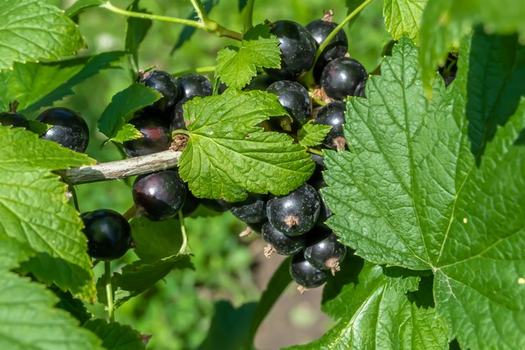 Beautiful berry branch black currant bush in natural leaves