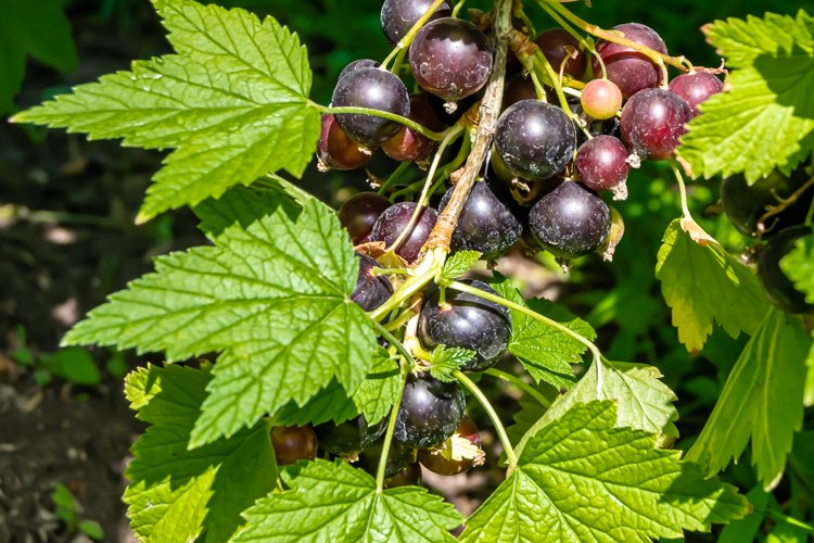 Beautiful berry branch black currant bush in natural leaves