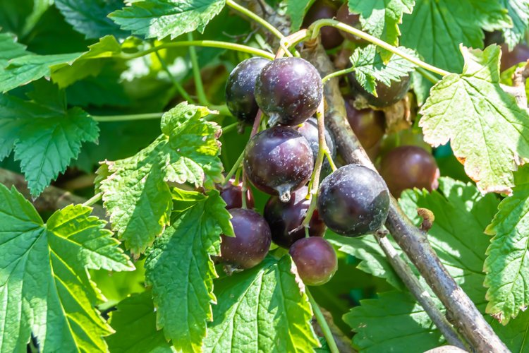Beautiful berry branch black currant bush in natural leaves