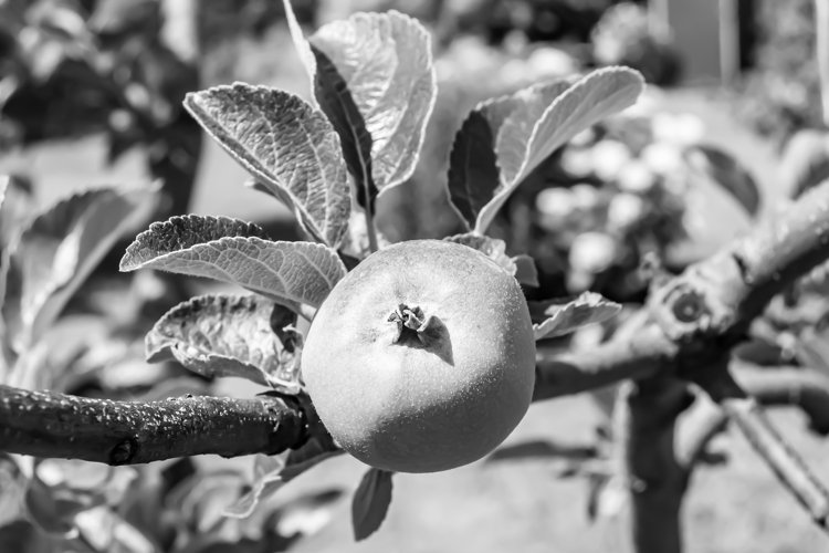 Beautiful fruit branch apple tree with natural leaves