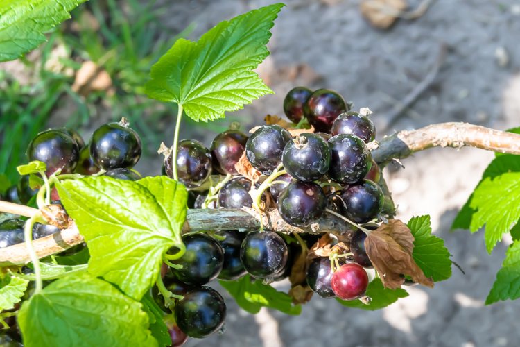 Beautiful berry branch black currant bush in natural leaves