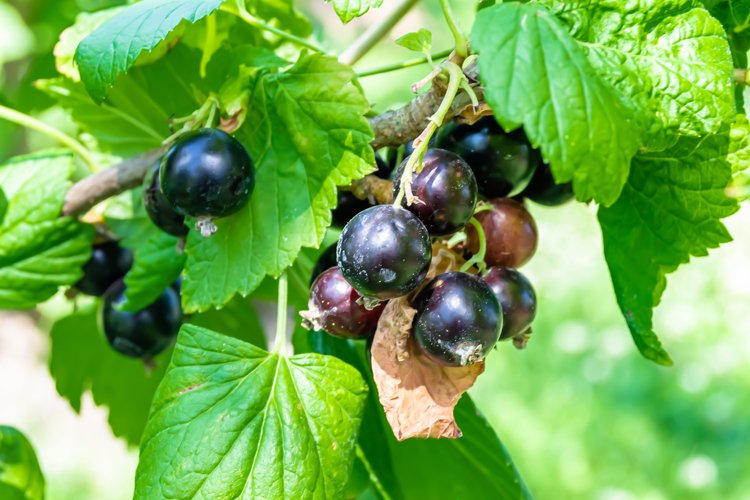Black Currant Bush