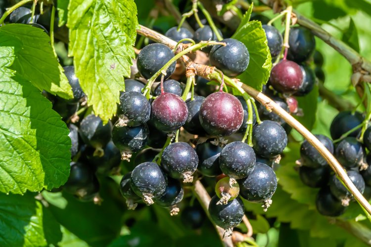 Beautiful berry branch black currant bush in natural leaves