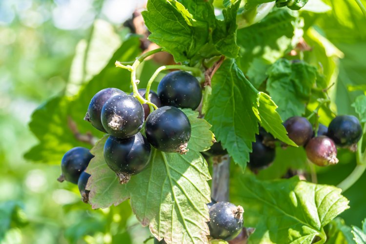 Beautiful berry branch black currant bush in natural leaves
