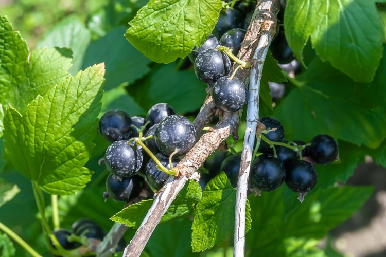 Beautiful berry branch black currant bush in natural leaves