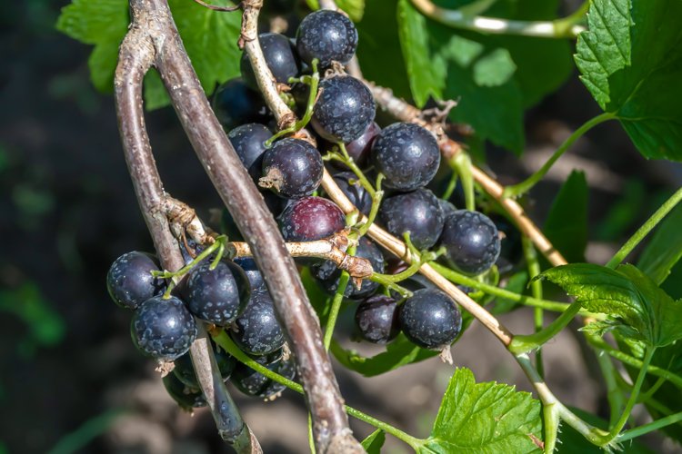 Beautiful berry branch black currant bush in natural leaves