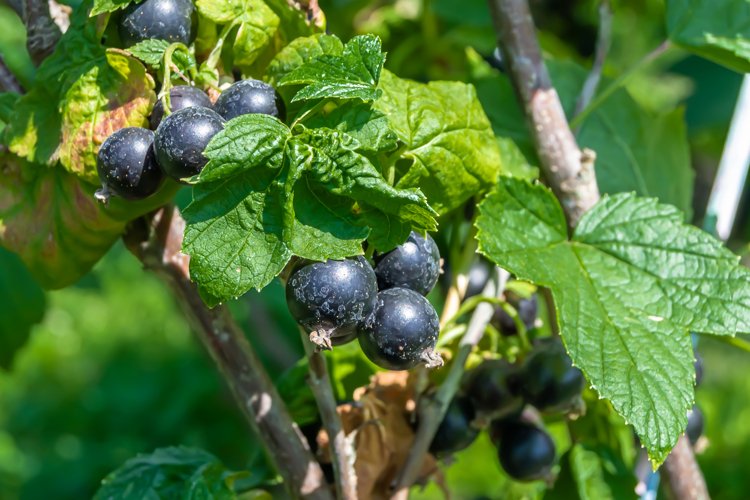 Beautiful berry branch black currant bush in natural leaves