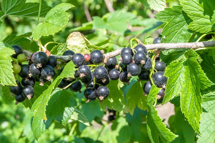 Beautiful berry branch black currant bush in natural leaves