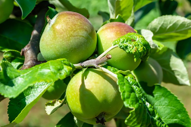 Beautiful fruit branch apple tree with natural leaves