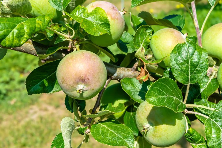Beautiful fruit branch apple tree with natural leaves