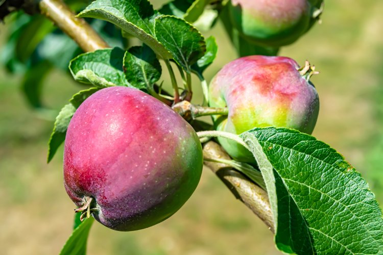 Beautiful fruit branch apple tree with natural leaves