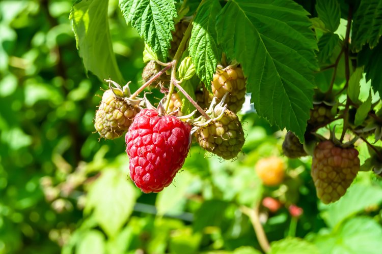 Beautiful berry branch raspberry bush with natural leaves