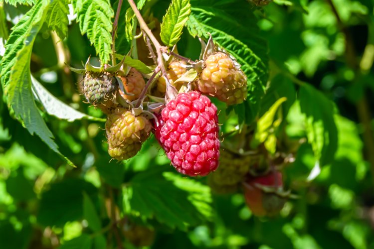 Beautiful berry branch raspberry bush with natural leaves
