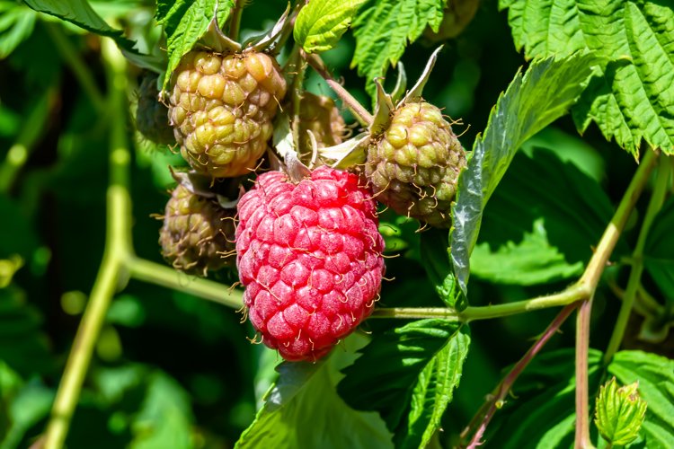Beautiful berry branch raspberry bush with natural leaves