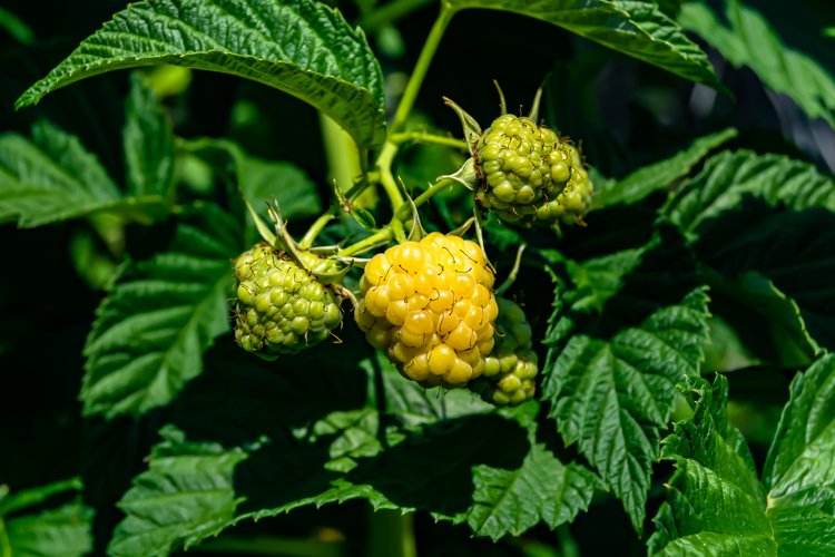Beautiful berry branch raspberry bush with natural leaves