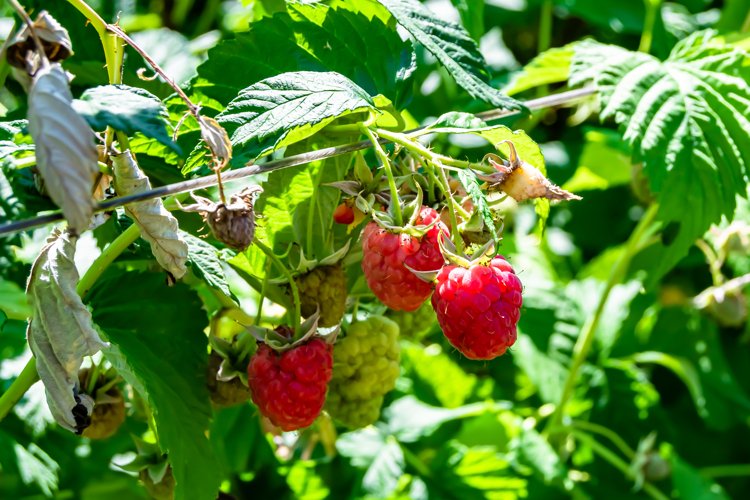 Beautiful berry branch raspberry bush with natural leaves