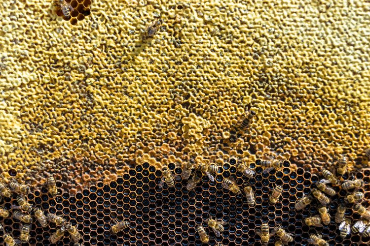 Honeycomb from bee hive filled with golden honey